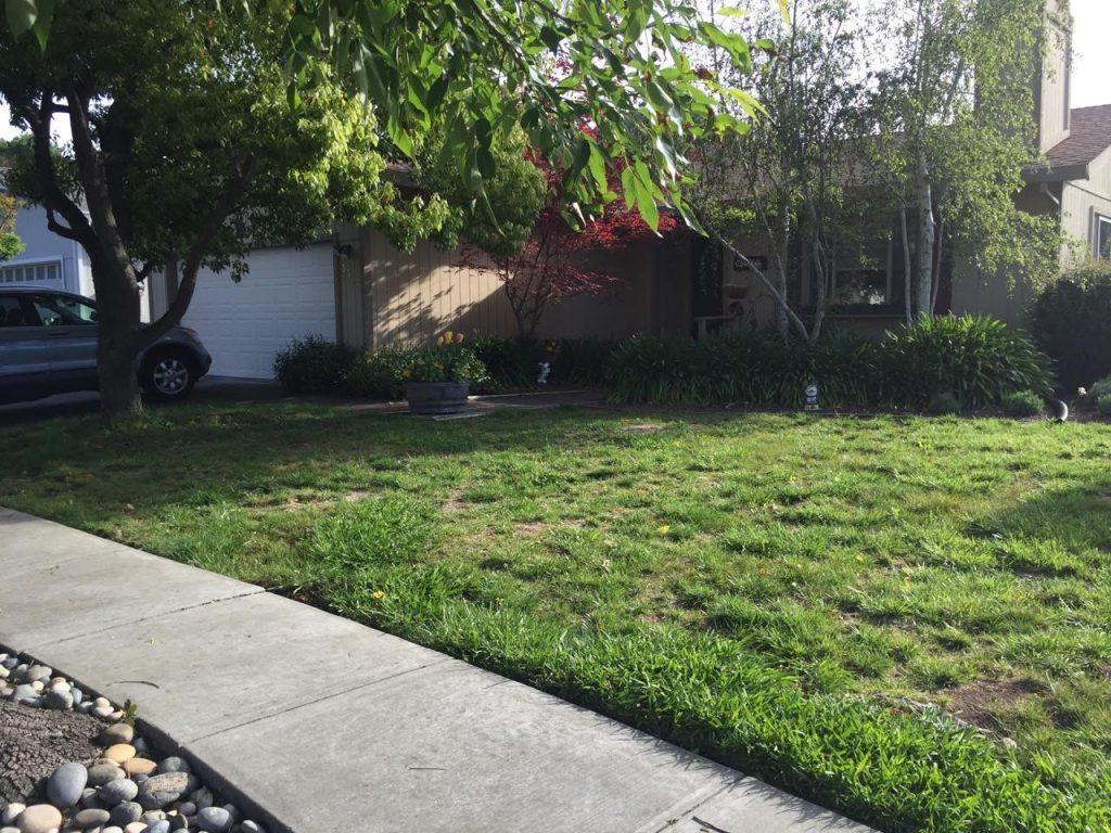 4 Options to Replace Your Lawn