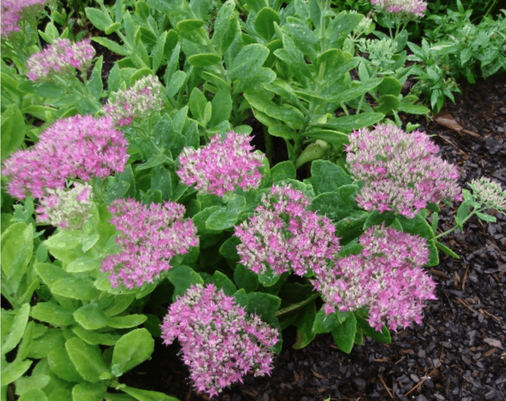 Top 6 Low-Water Use Plants - Sweetwater Landscape, Inc.