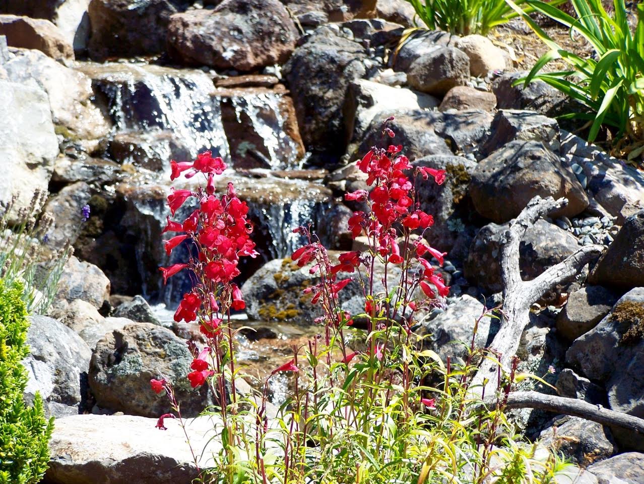 Top 6 Low-Water Use Plants - Sweetwater Landscape, Inc.