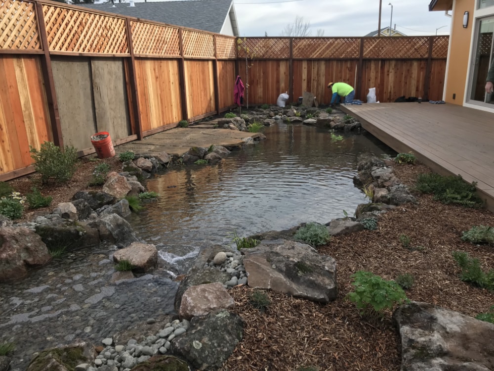 Our Top Four Tips for Spring Pond Keeping